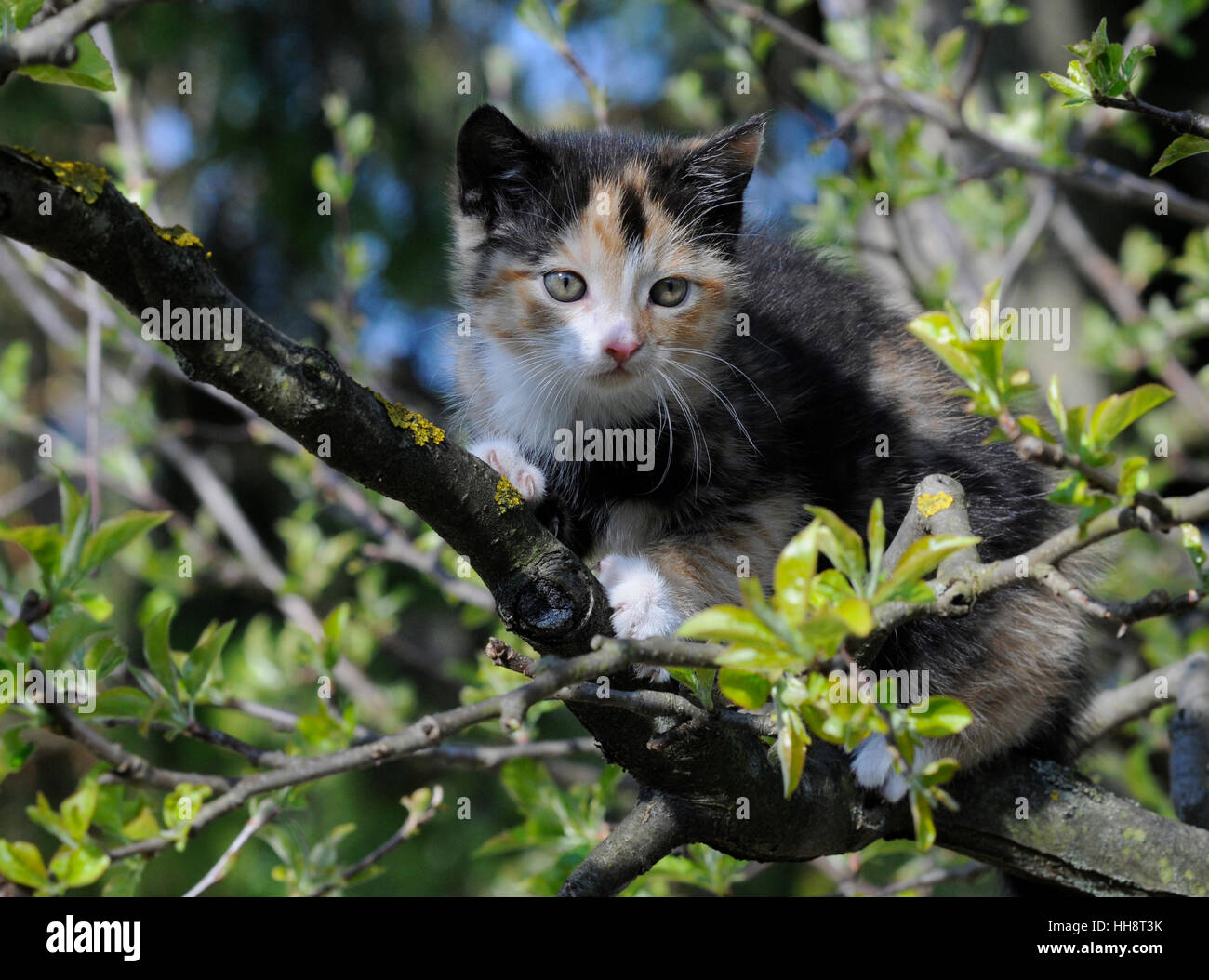 Cat in apple tree hi-res stock photography and images - Alamy