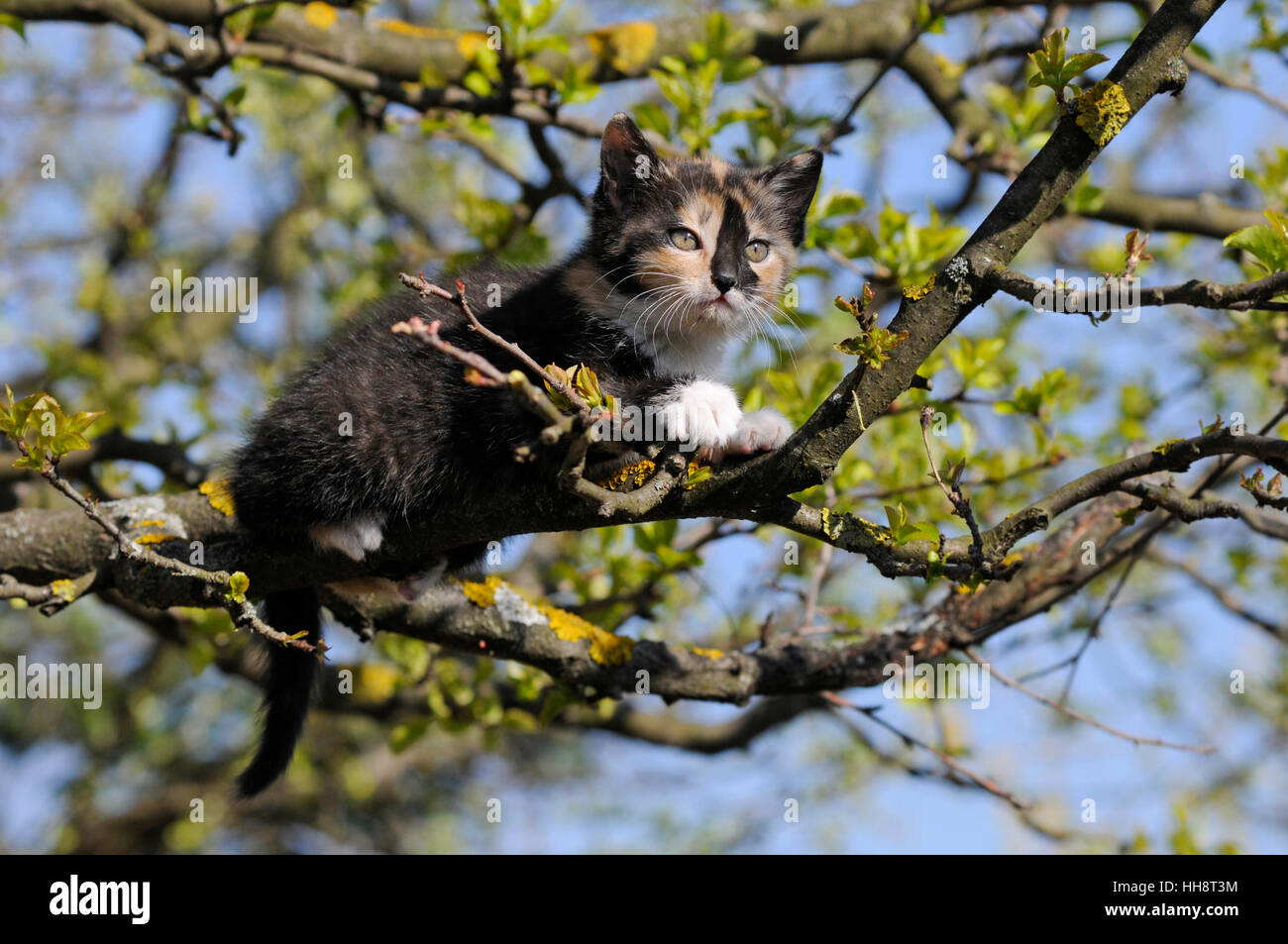 Cat in apple tree hi-res stock photography and images - Alamy