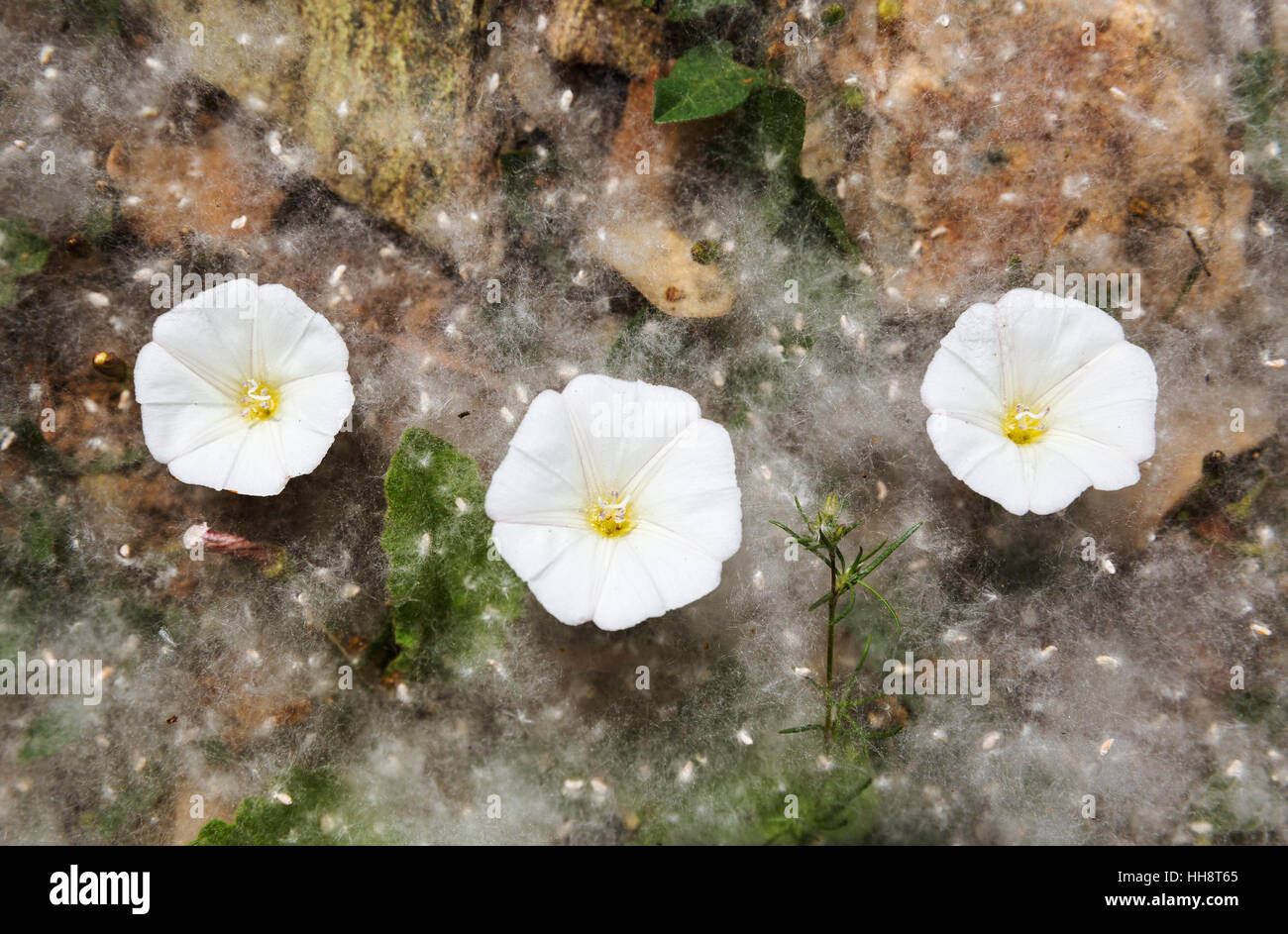White poplars populus alba hi-res stock photography and images - Alamy