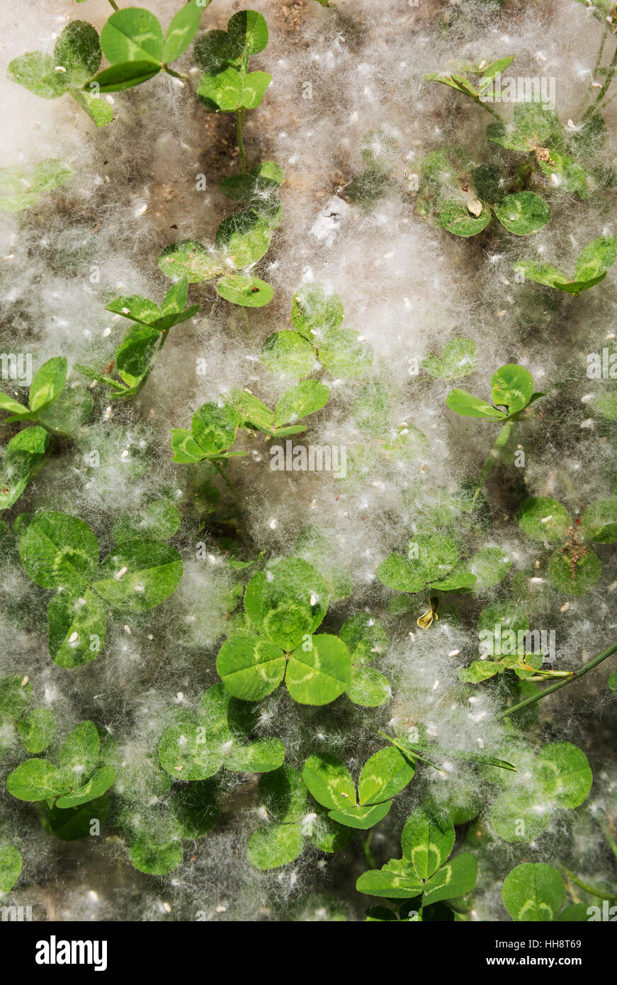 Poplar seeds hi-res stock photography and images - Alamy