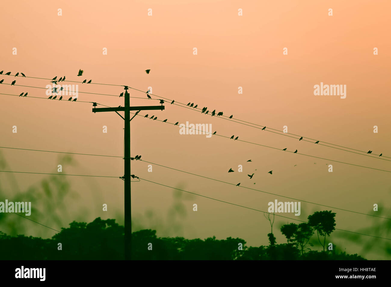 Electric cable line at sunset with birds sitting Stock Photo - Alamy