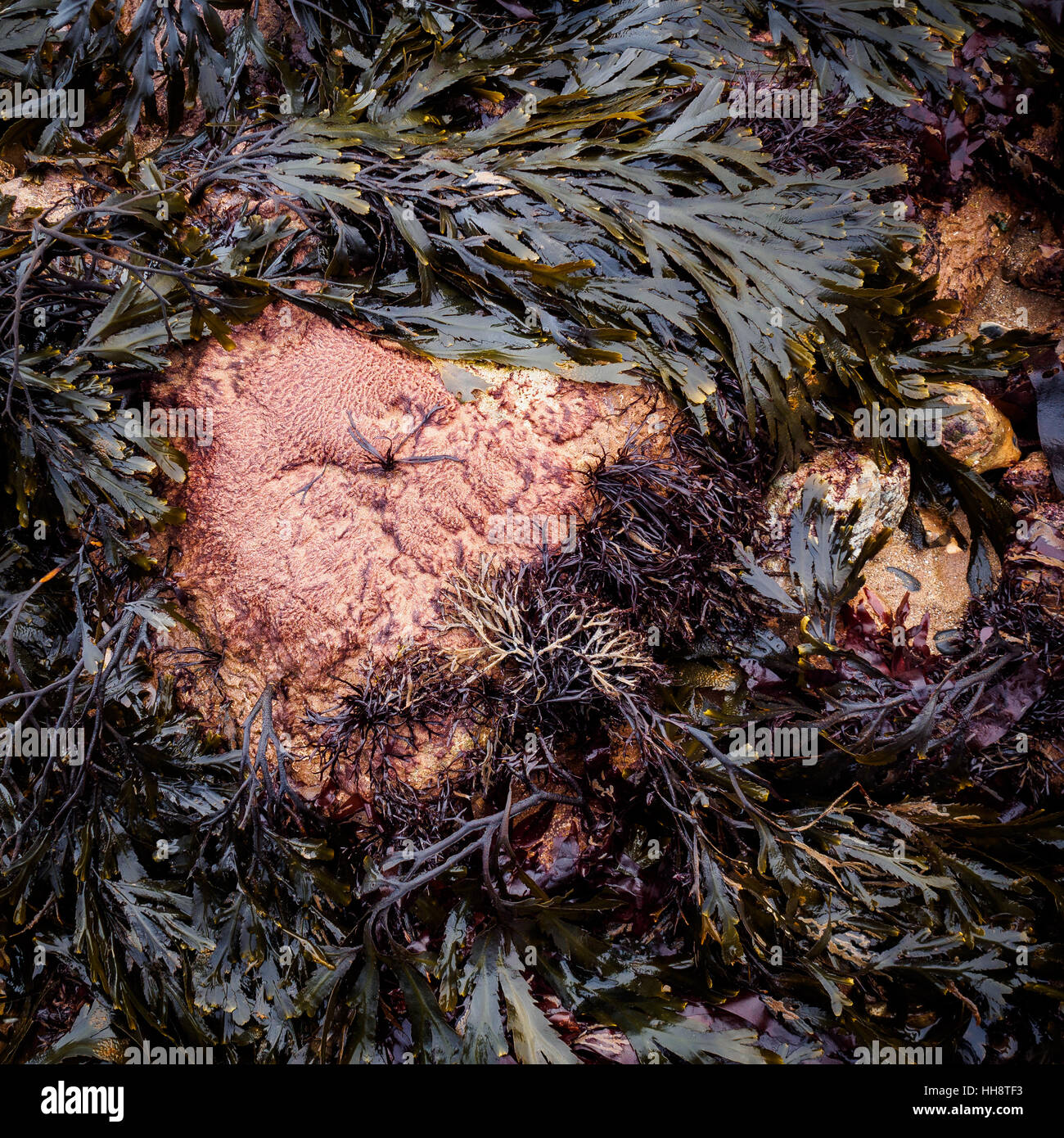 Seaweed on a rock from the Jurassic coast Devon, UK Stock Photo - Alamy