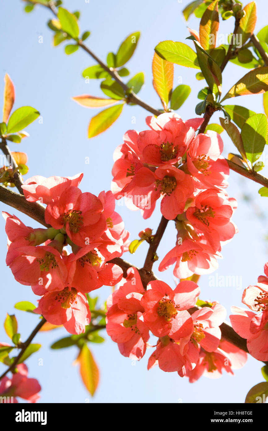 Chinese Flowering Quince High Resolution Stock Photography and Images ...