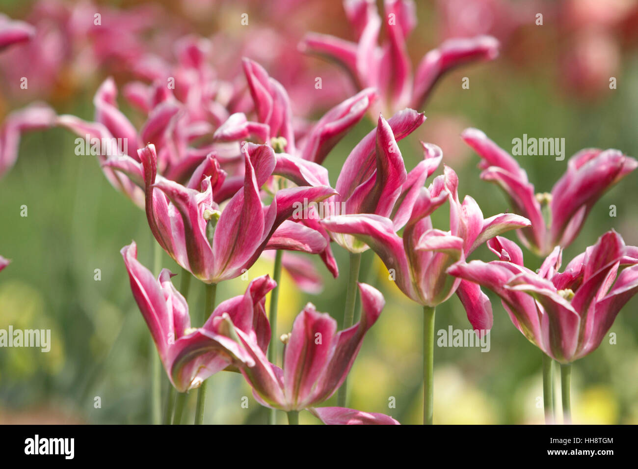 Bloomed tulips hi-res stock photography and images - Alamy Bloomed tulips hi-res stock photography and images - Alamy