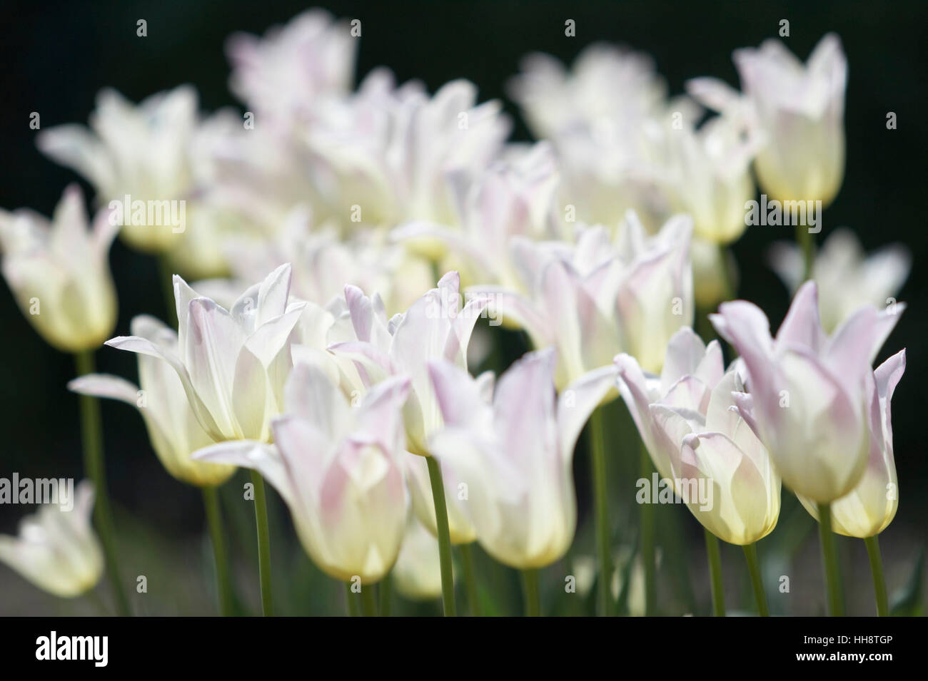 Exterior white tulips hi-res stock photography and images - Alamy