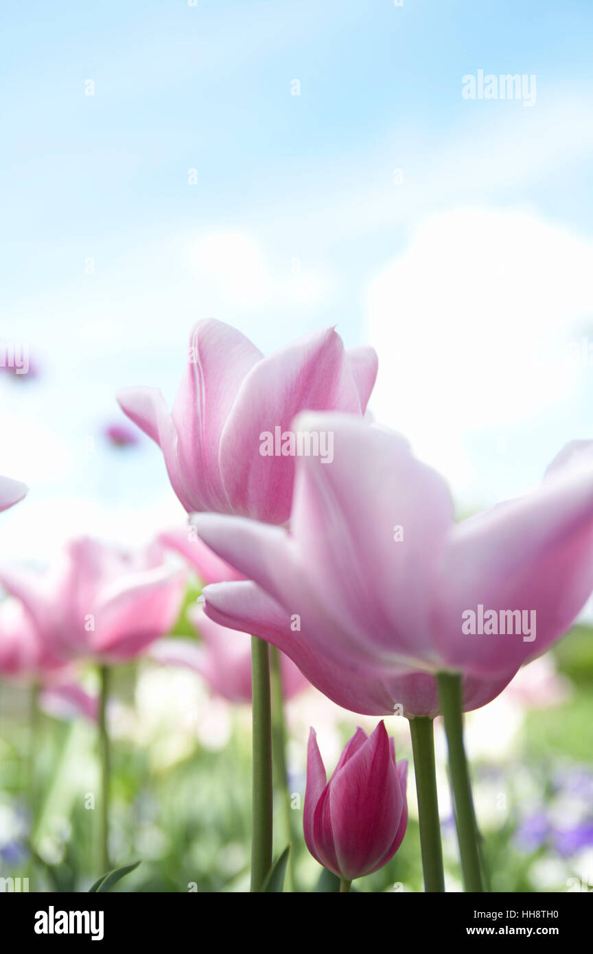 Bloomed tulips hi-res stock photography and images - Alamy Bloomed tulips hi-res stock photography and images - Alamy
