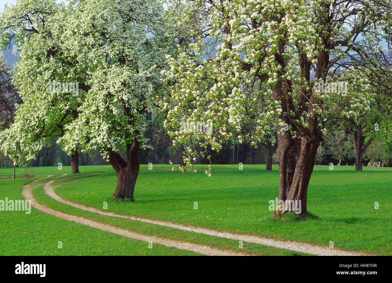Blossoming fruit trees, Mostviertel Region, Lower Austria, Austria ...