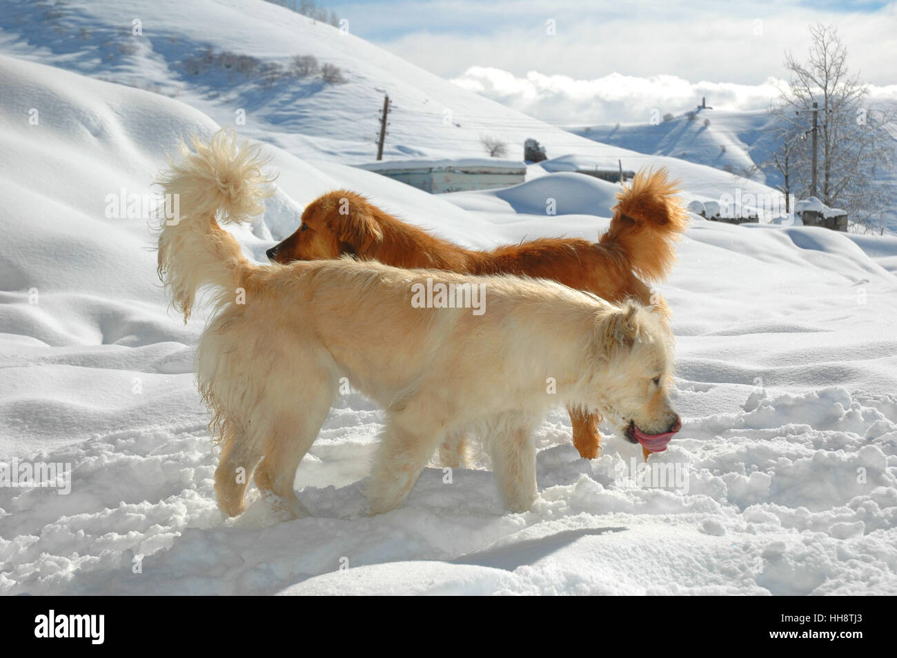 Two dogs playing in snow Stock Photo - Alamy