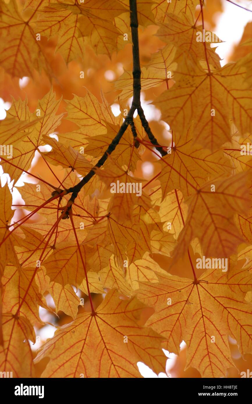 Foliage blade hi-res stock photography and images - Alamy