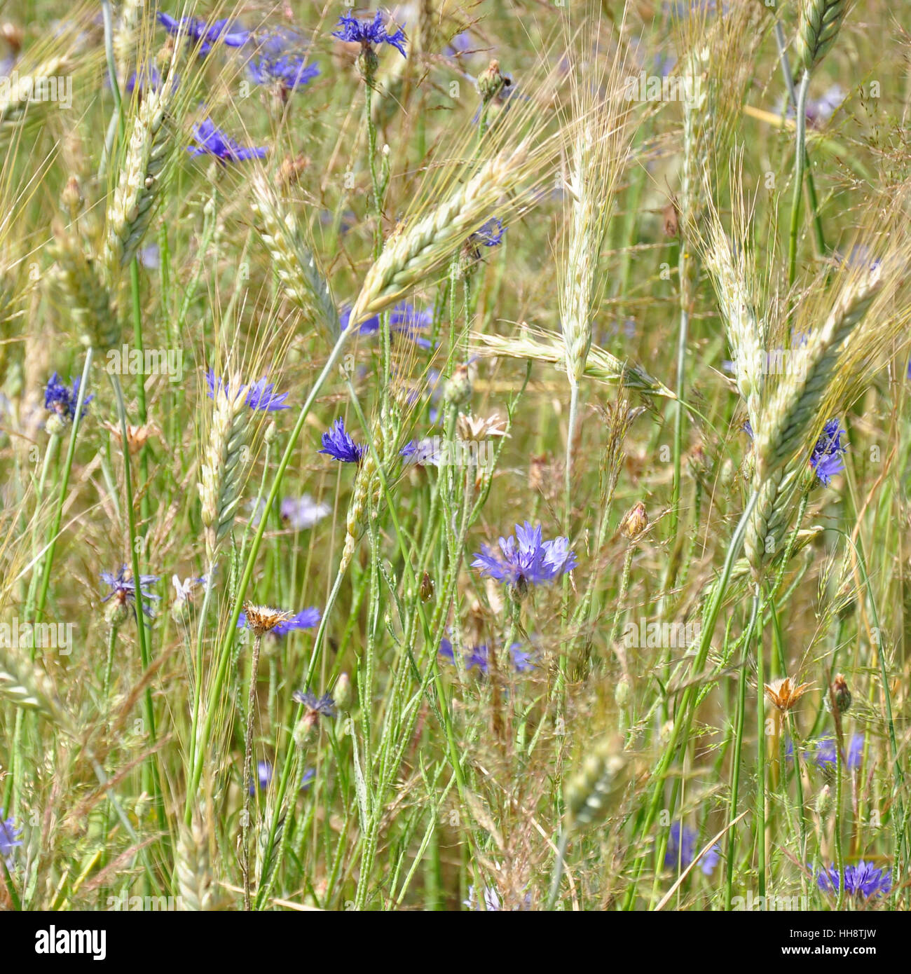 bucolic, plant, green, agriculture, farming, field, austrians, summer ...