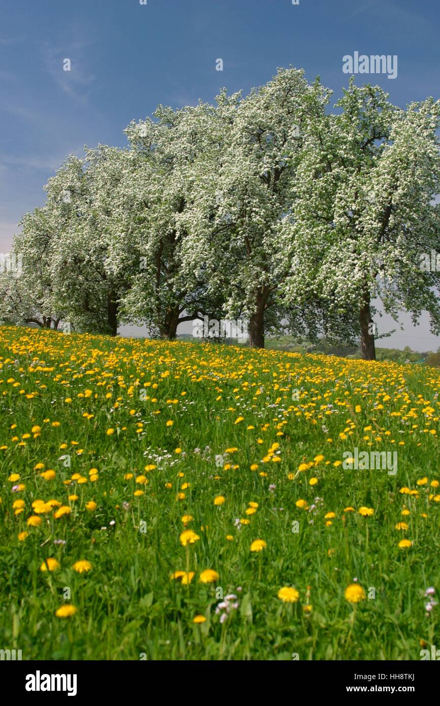 Blooming fruit trees, Mostviertel, Lower Austria, Austria Stock Photo ...