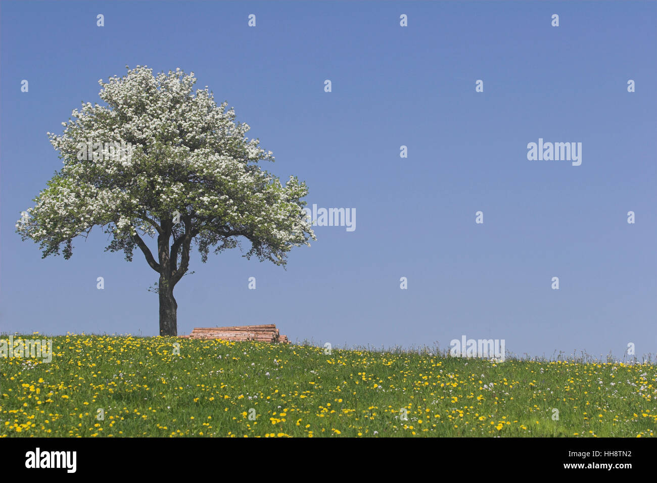 Blossoming pear tree, Mostviertel Region, Lower Austria, Austria Stock ...
