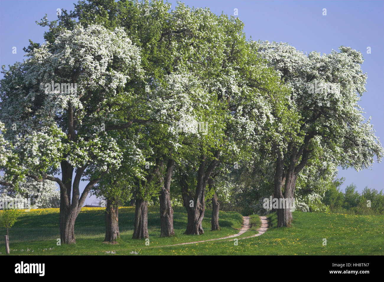 Blossoming pear trees mostviertel region hi-res stock photography and ...