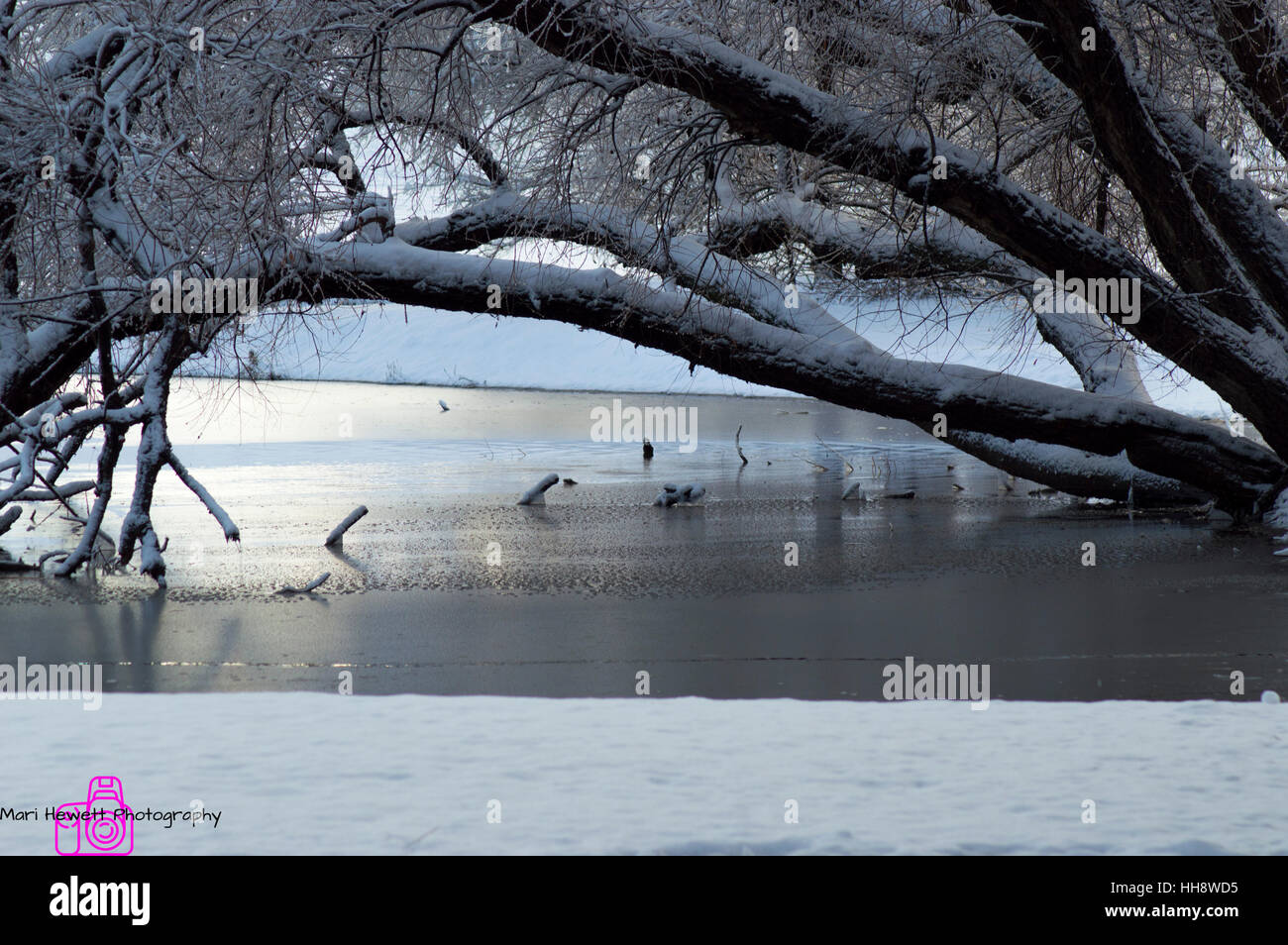 tree over pond Stock Photo - Alamy