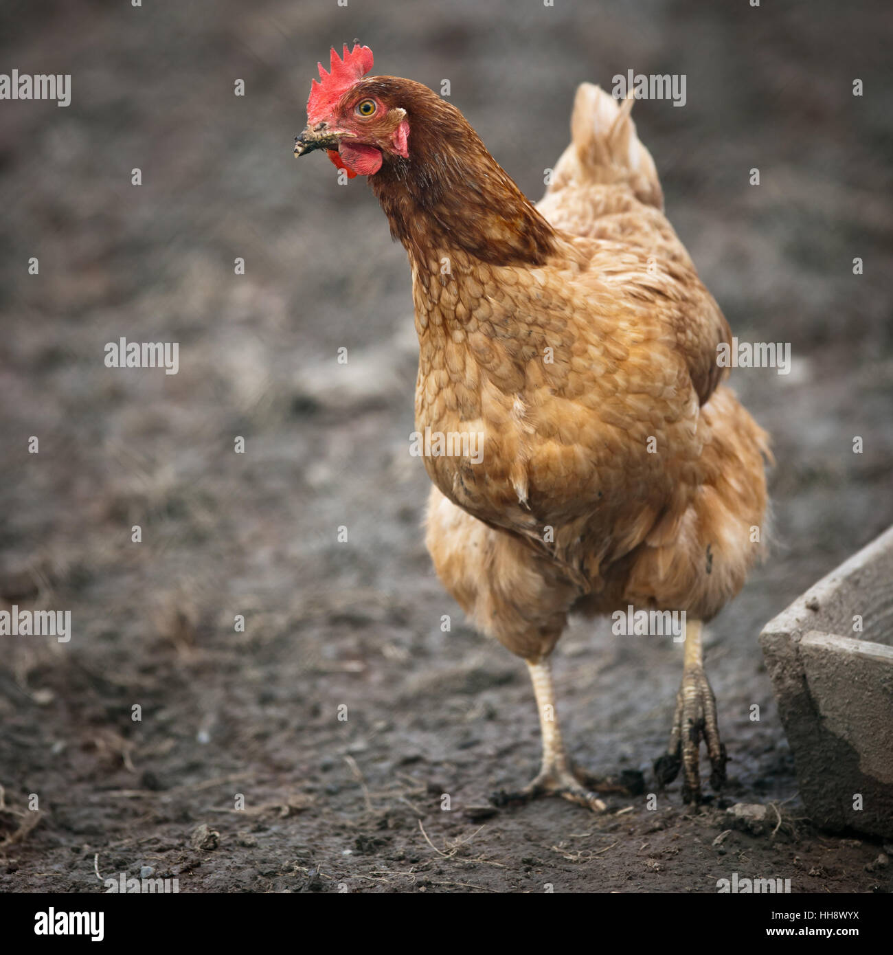 Closeup of a hen in a farmyard (Gallus gallus domesticus Stock Photo ...