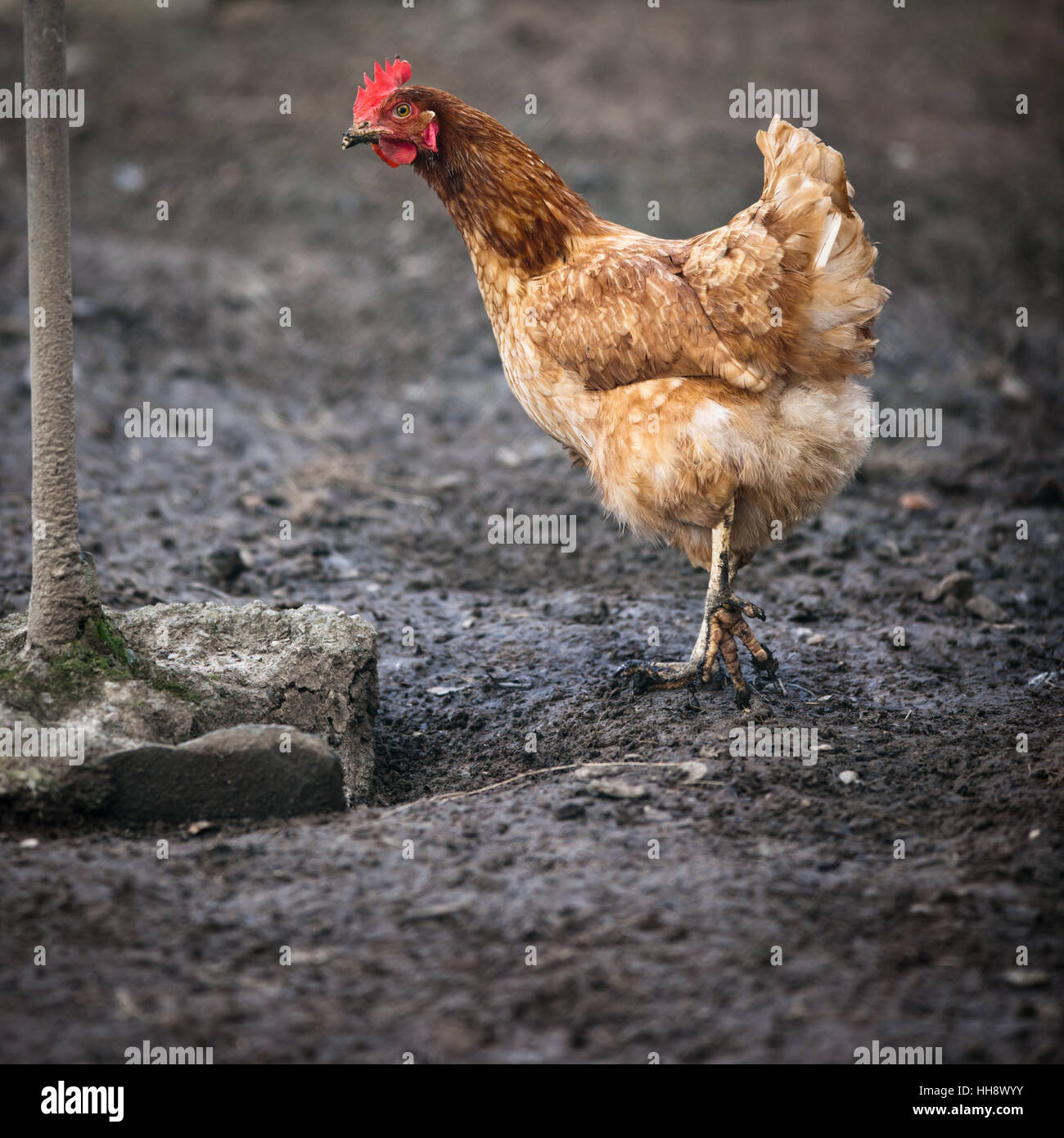 Closeup of a hen in a farmyard (Gallus gallus domesticus Stock Photo ...