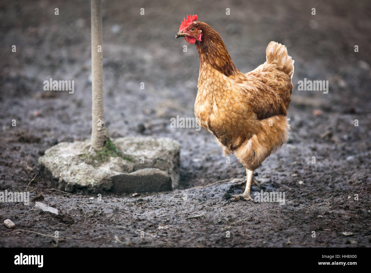 Closeup of a hen in a farmyard (Gallus gallus domesticus Stock Photo ...
