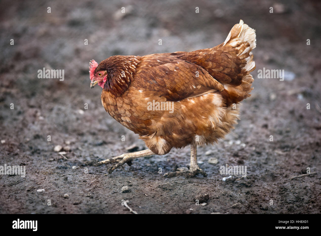 Closeup of a hen in a farmyard (Gallus gallus domesticus Stock Photo ...