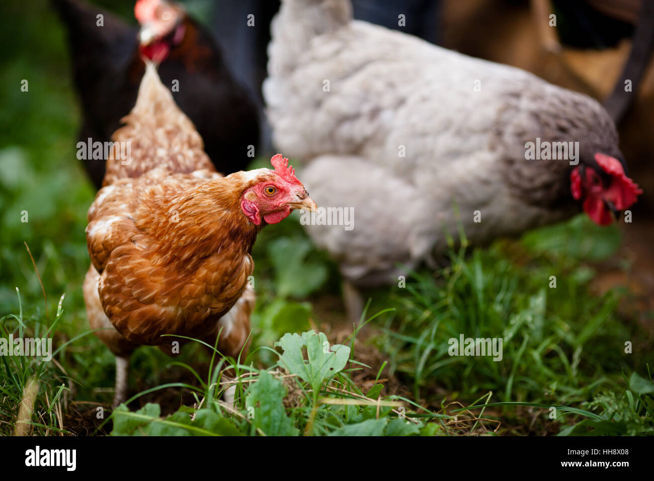 Closeup of a hen in a farmyard (Gallus gallus domesticus Stock Photo ...