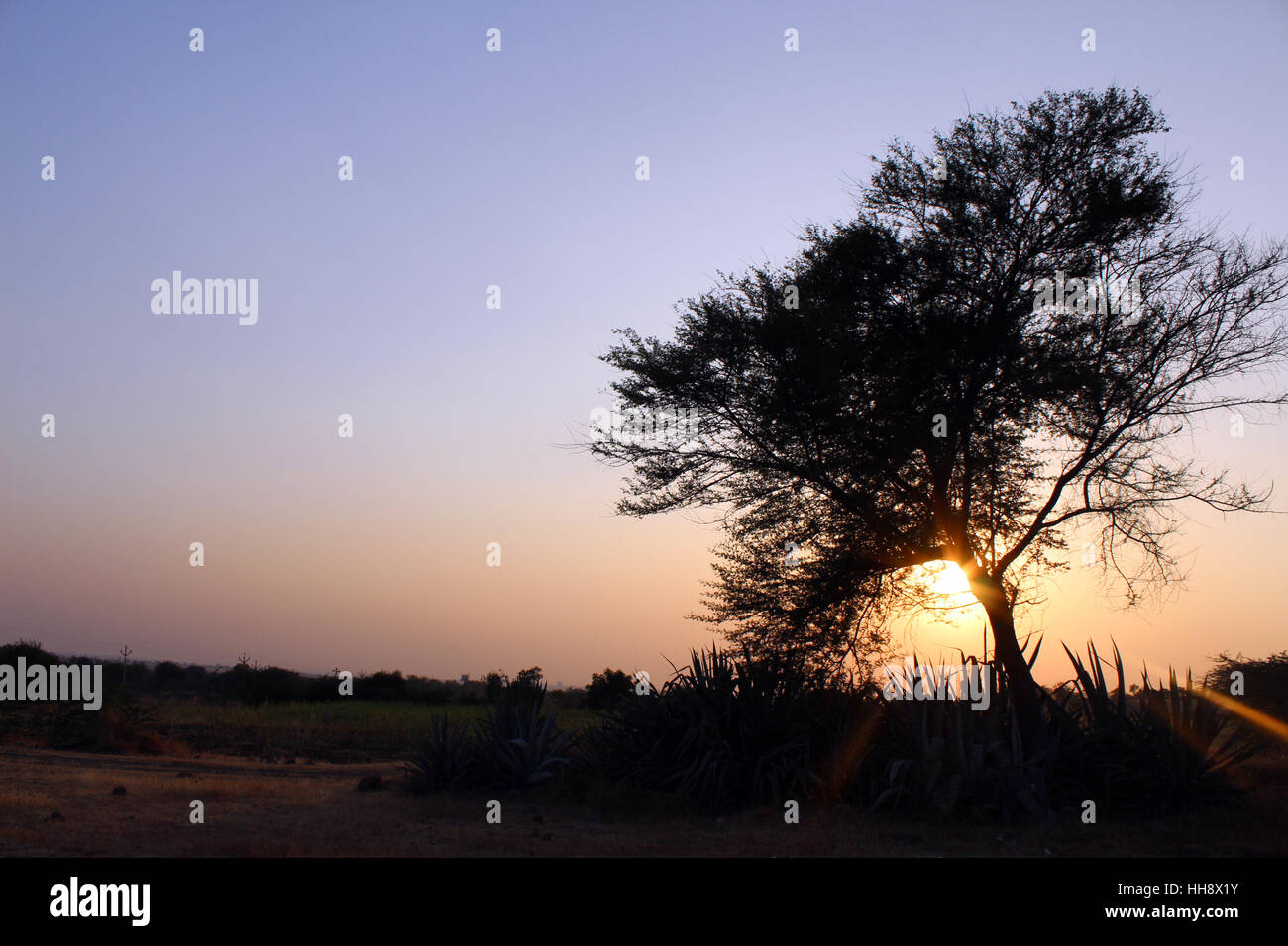 Plat tree hi-res stock photography and images - Alamy