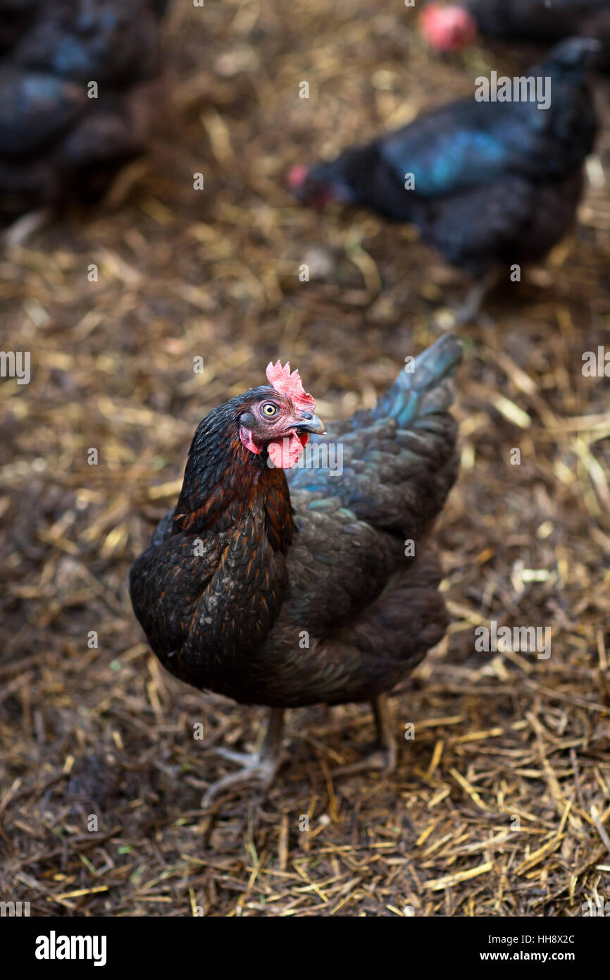 Closeup of a hen in a farmyard (Gallus gallus domesticus Stock Photo ...