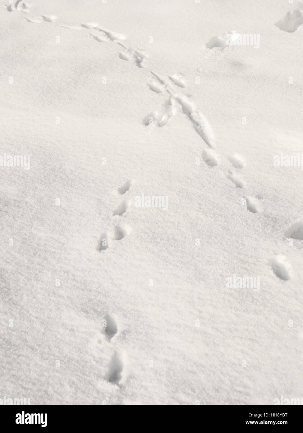 Animals footprints hi-res stock photography and images - Alamy