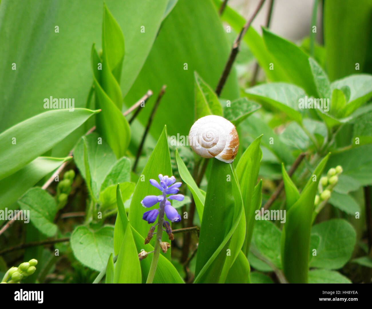 Little Snail Climbing on a Vibrant Green Color leaf of Grape Hyacinth ...