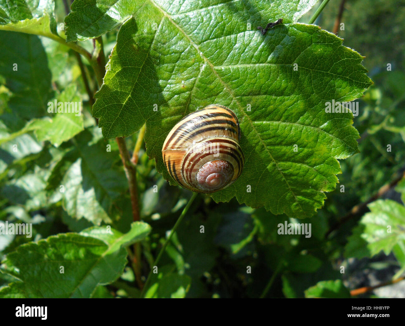 Little Brown Snail Resting on Green leaf in the Afternoon Sunlight ...