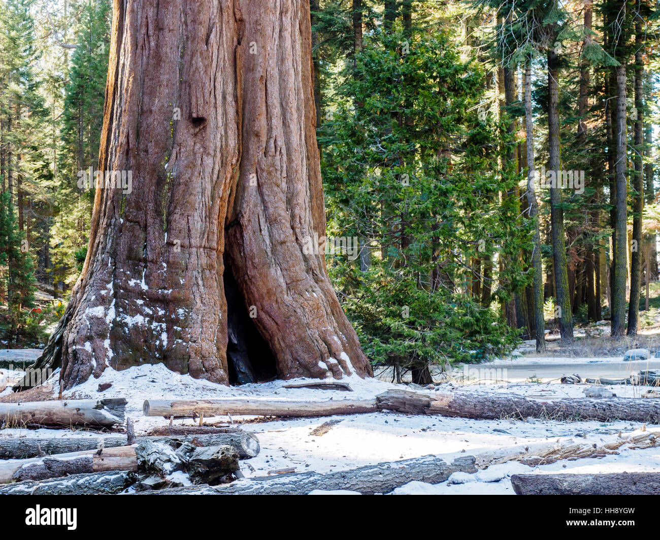 Giant redwood trees near the Giant Forest Museum on the Generals ...