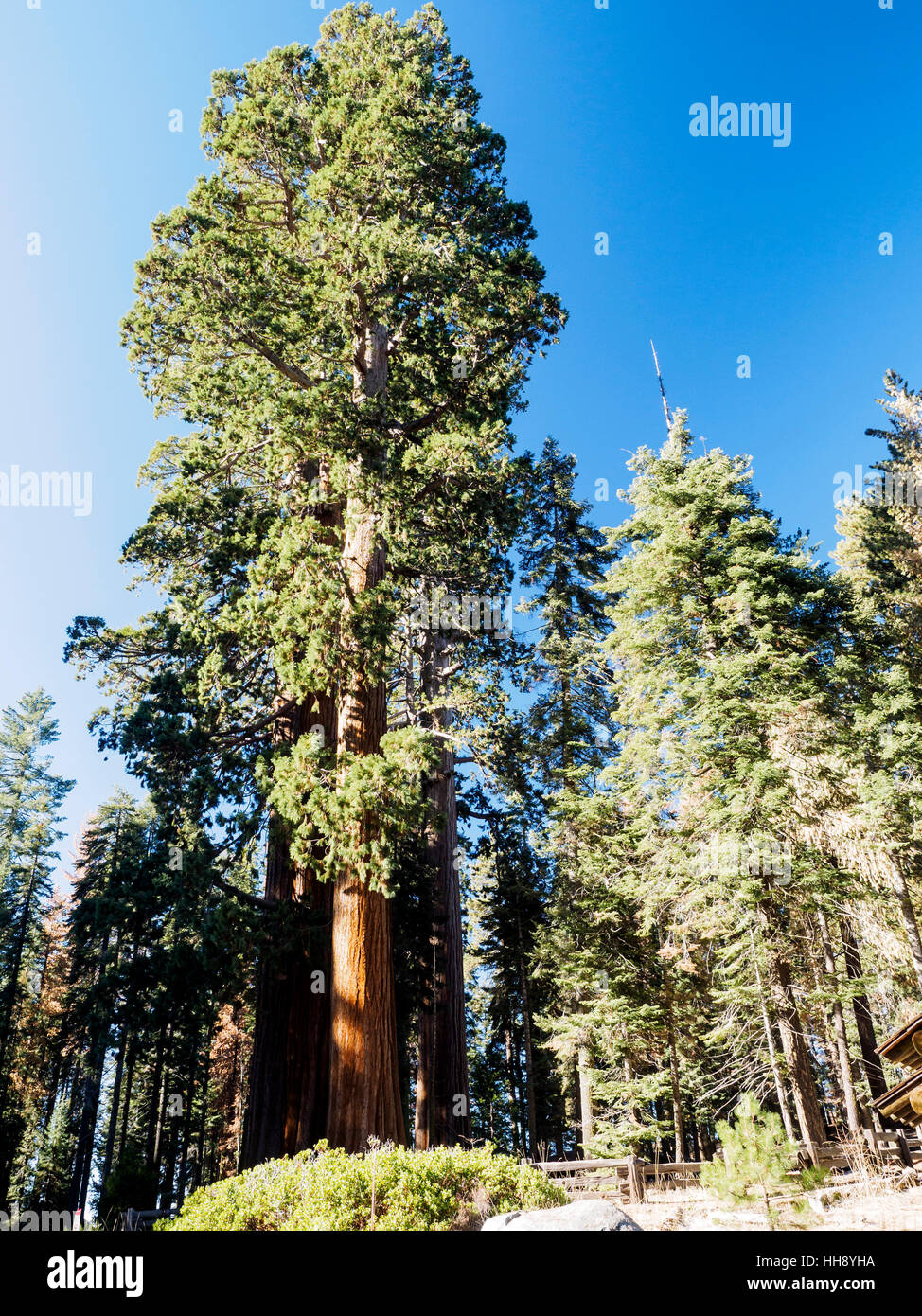 Giant redwood trees near the Giant Forest Museum on the Generals ...