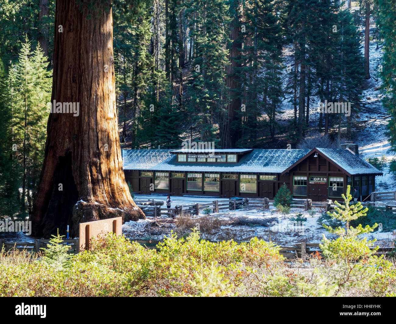 Giant redwood trees at the Giant Forest Museum on the Generals Highway ...