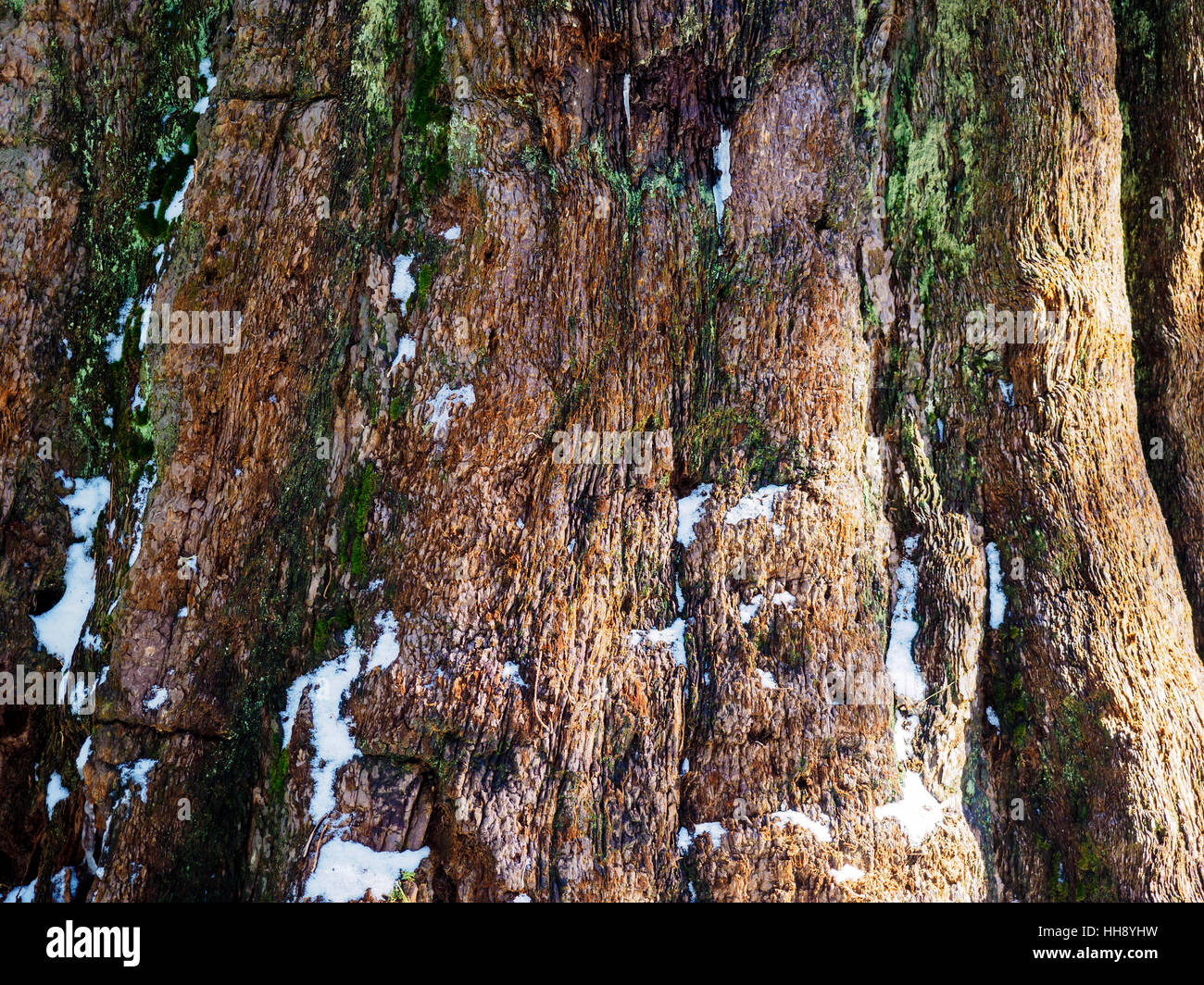 Sequoiadendron giganteum wellingtonia giant redwood hi-res stock ...