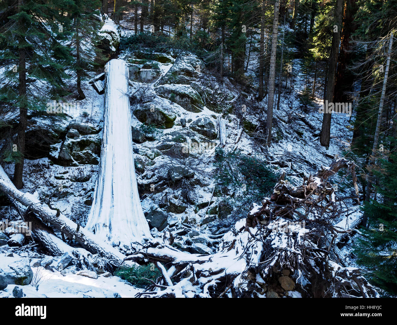 Fallen sequoia tree in snow by the Sunset Rock Trail near the Giant ...