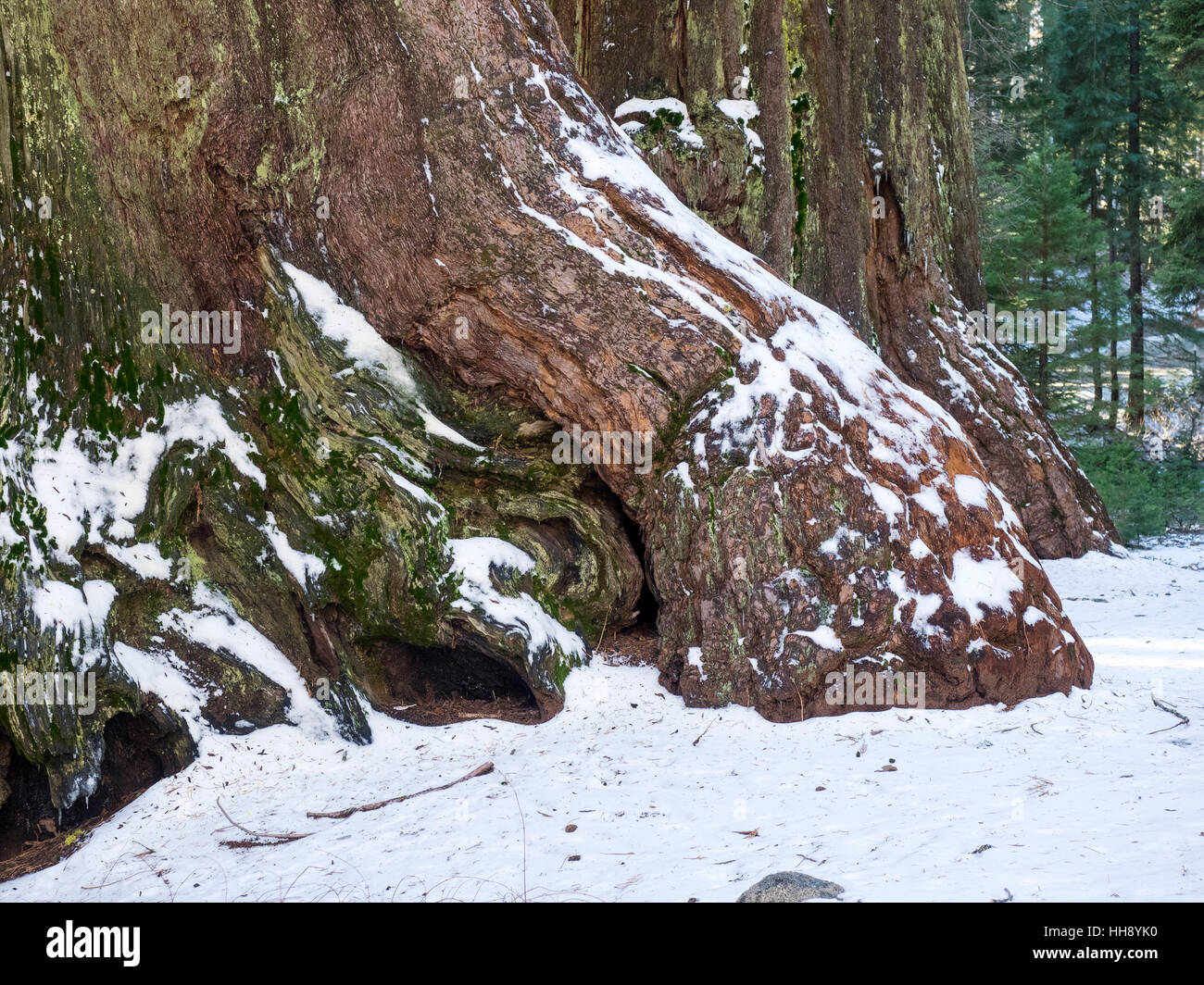 Foot like base of a giant redwood tree near the Giant Forest Museum ...