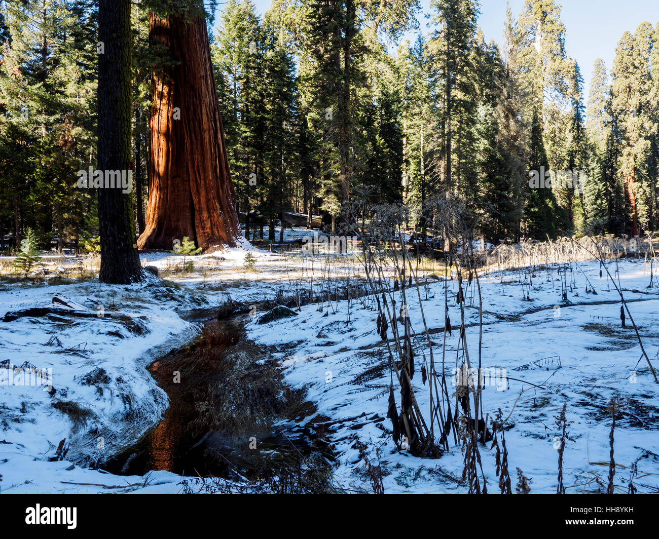 Giant redwood trees around a meadow near the Giant Forest Museum on the ...