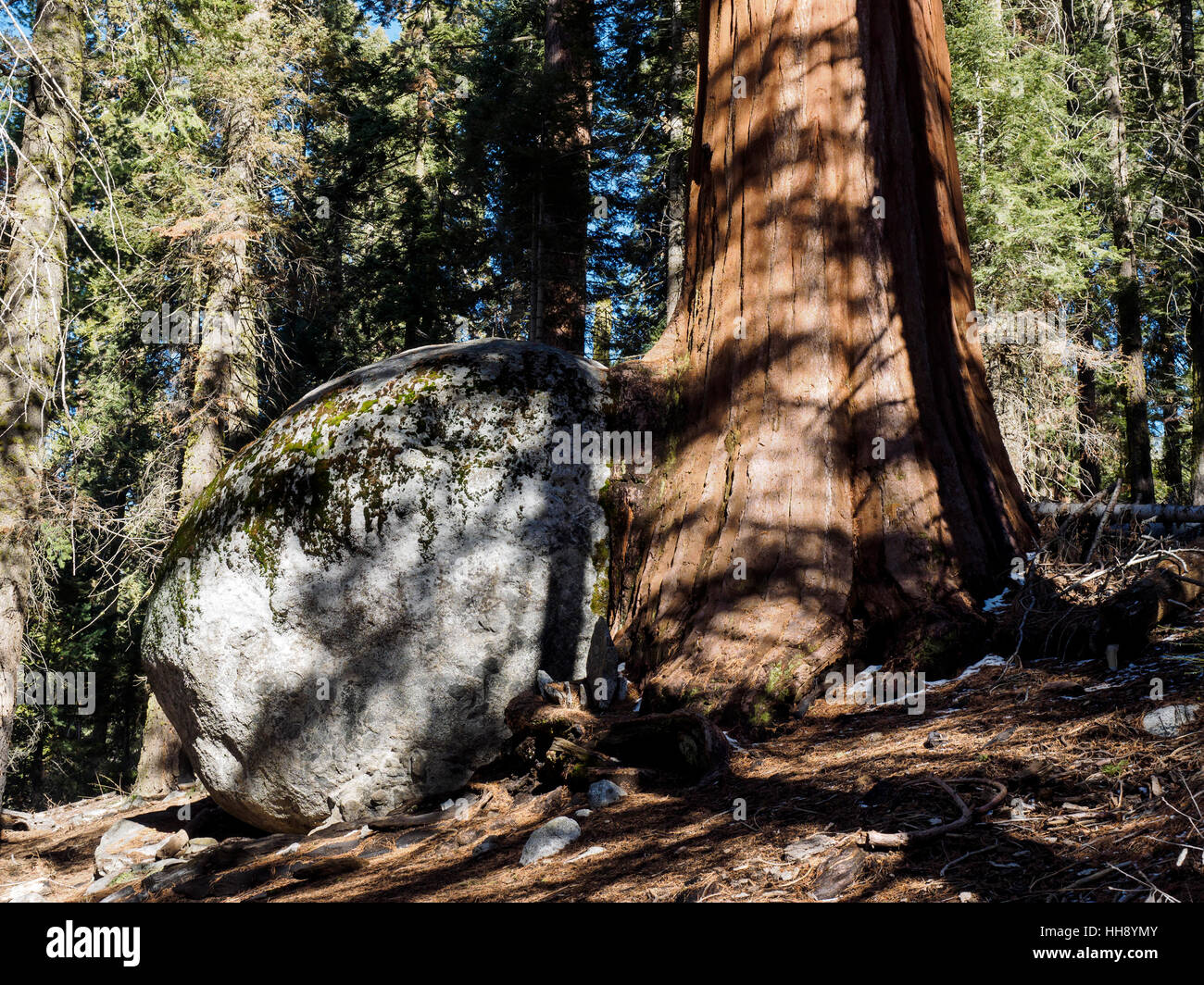 Giant redwood tree lays a boulder egg near the Giant Forest Museum on ...