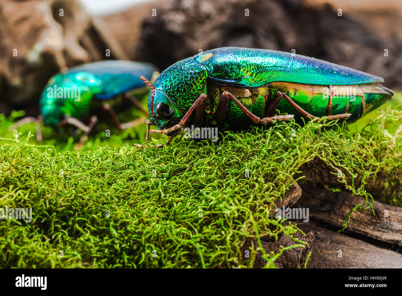 Jewel Beetle (Sternocera ruficornis), Beetle on the stump wood Stock ...