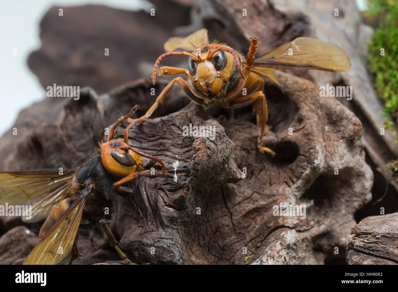 Frighting hi-res stock photography and images - Alamy