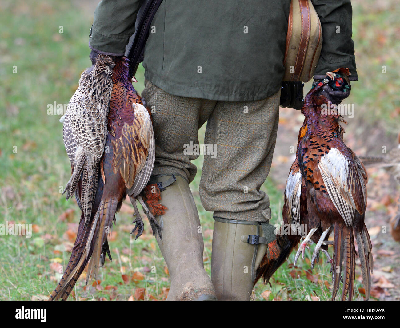 Pheasant shot on a game shoot are carried away after collection Stock ...