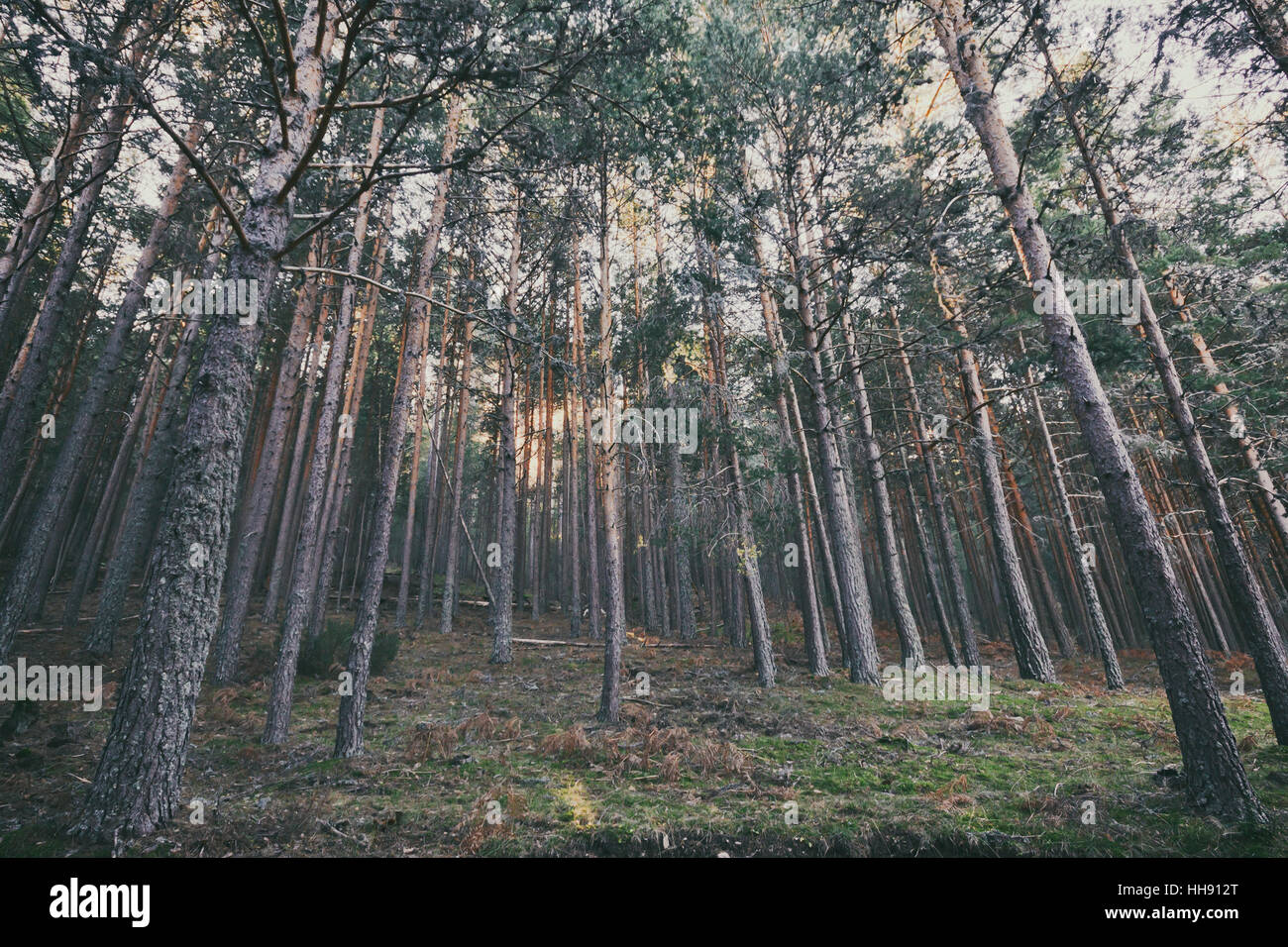 Vintage pine tree hi-res stock photography and images - Alamy