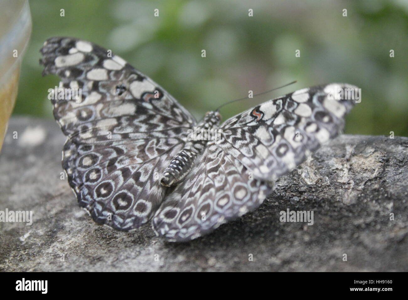 Beautiful wings hi-res stock photography and images - Alamy