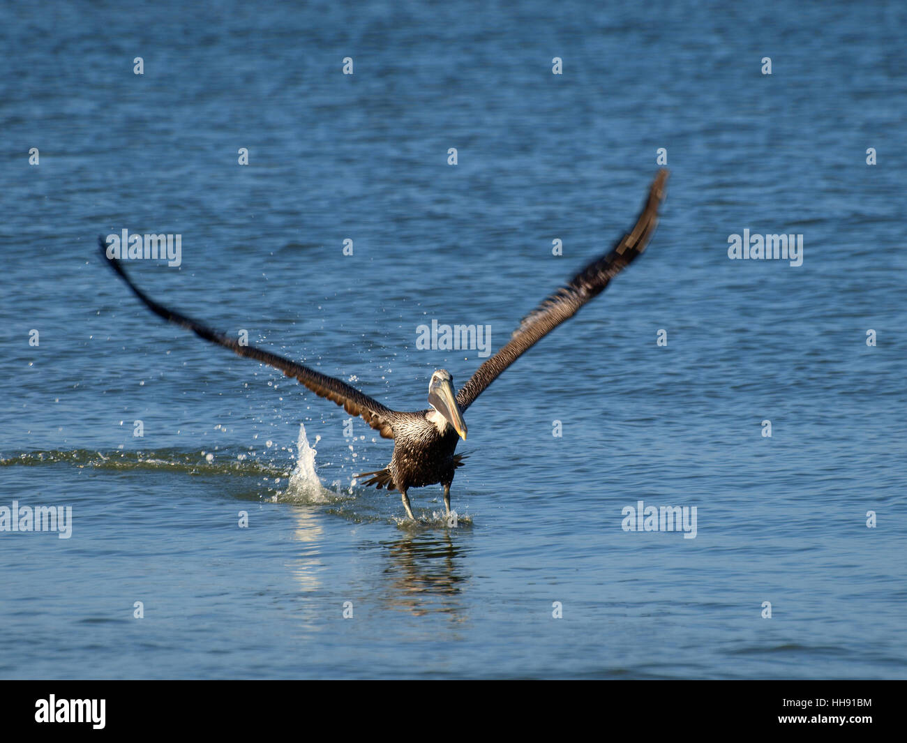 blue, bird, beach, seaside, the beach, seashore, birds, pelican, salt ...
