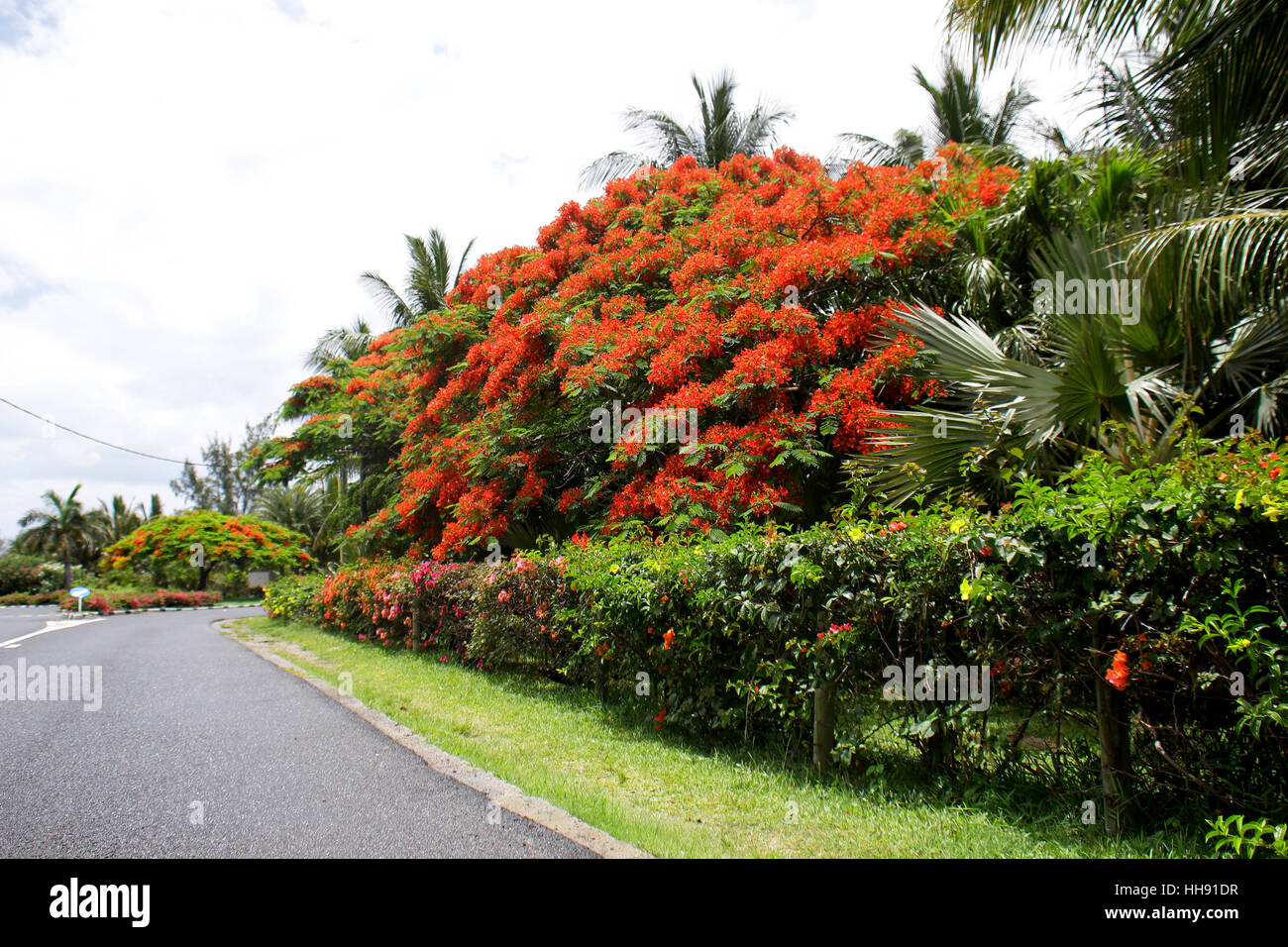 Le flamboyant delonix regia syn poinciana regia est un arbre hi-res ...