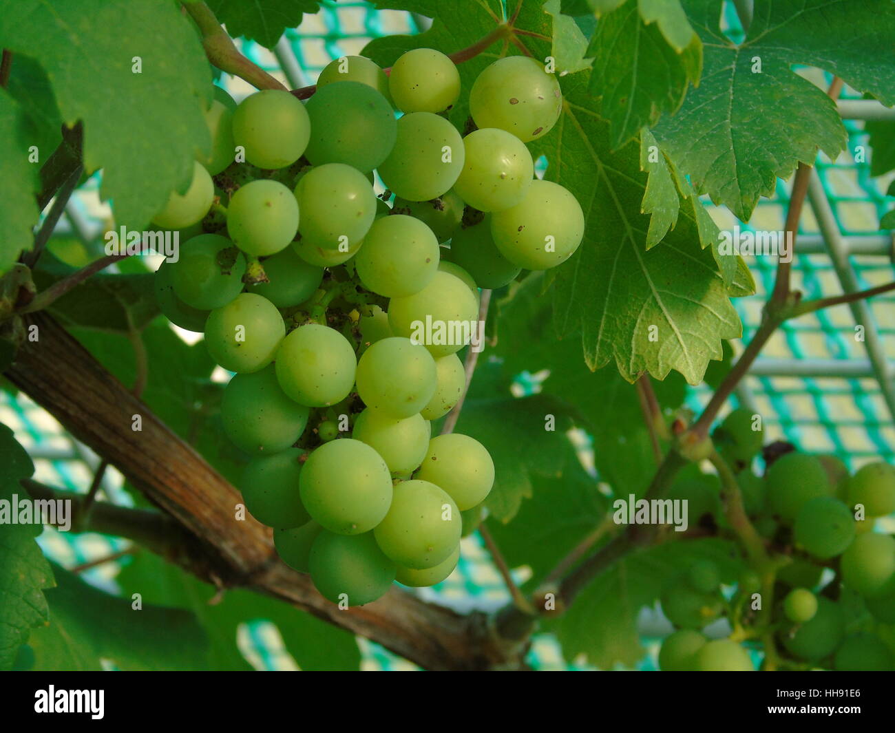 Cant wait hi-res stock photography and images - Alamy