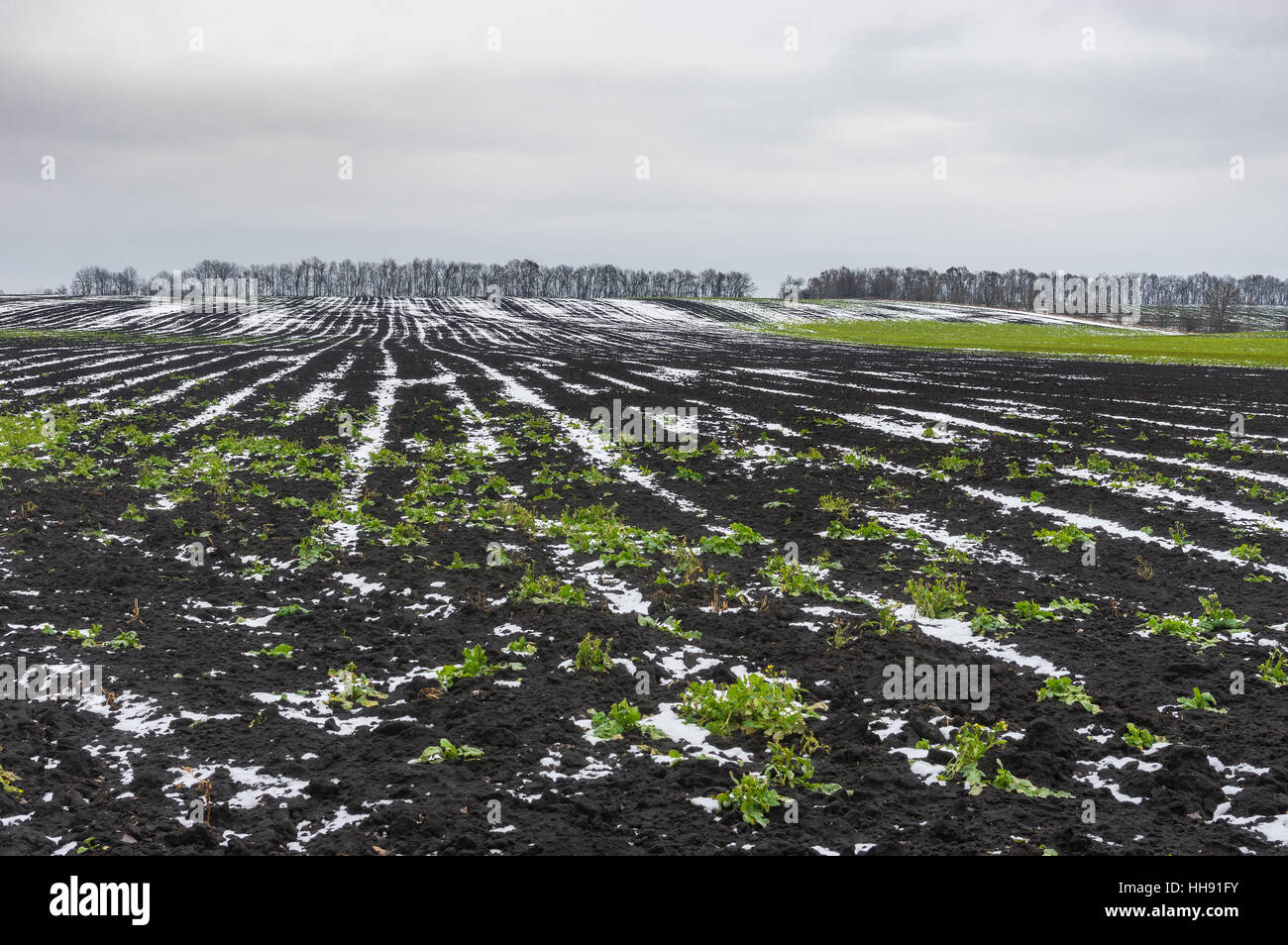 Landscape with agricultural fields covered by first snow in Ukraine at ...