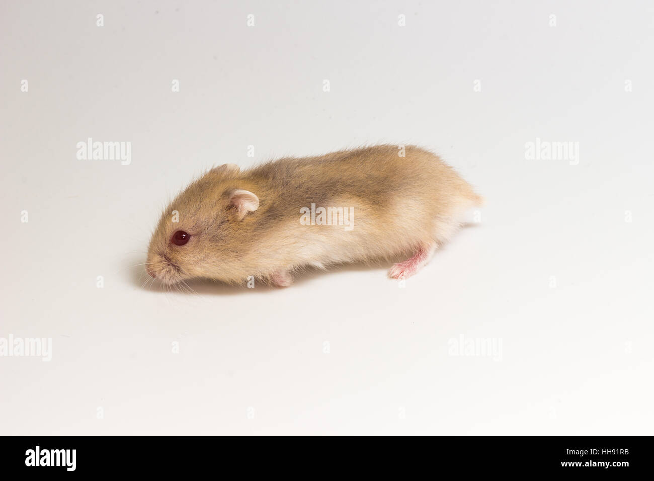 Dwarf Hamster, LIttle and Cute Hamster on white background Stock Photo ...