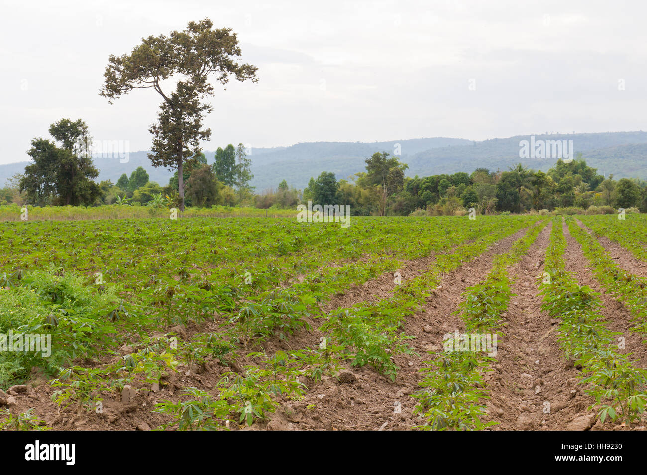 food, aliment, leaf, tree, ground, soil, earth, humus, agriculture ...