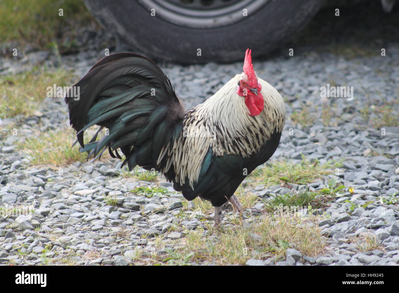 Early raiser hi-res stock photography and images - Alamy