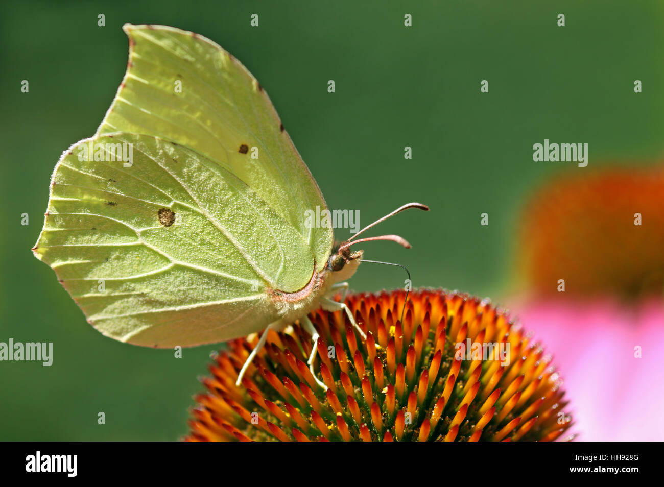 butterfly, sun shade, brimstone butterfly, colour, insect, fauna ...