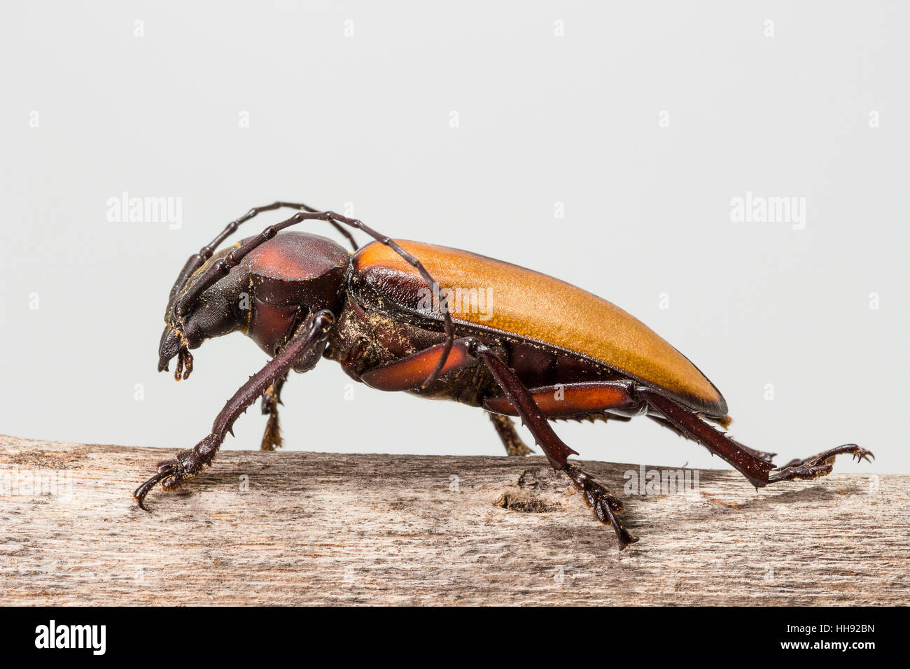 Longhorn beetle (Rhaphipodus fruhstorferi), Beetle on the branch on ...